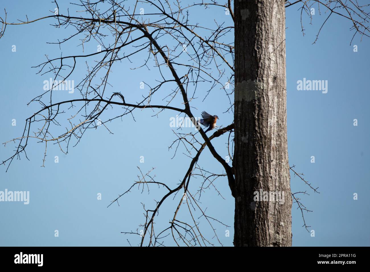 Eastern Bluebird Landing Stock Photo - Alamy