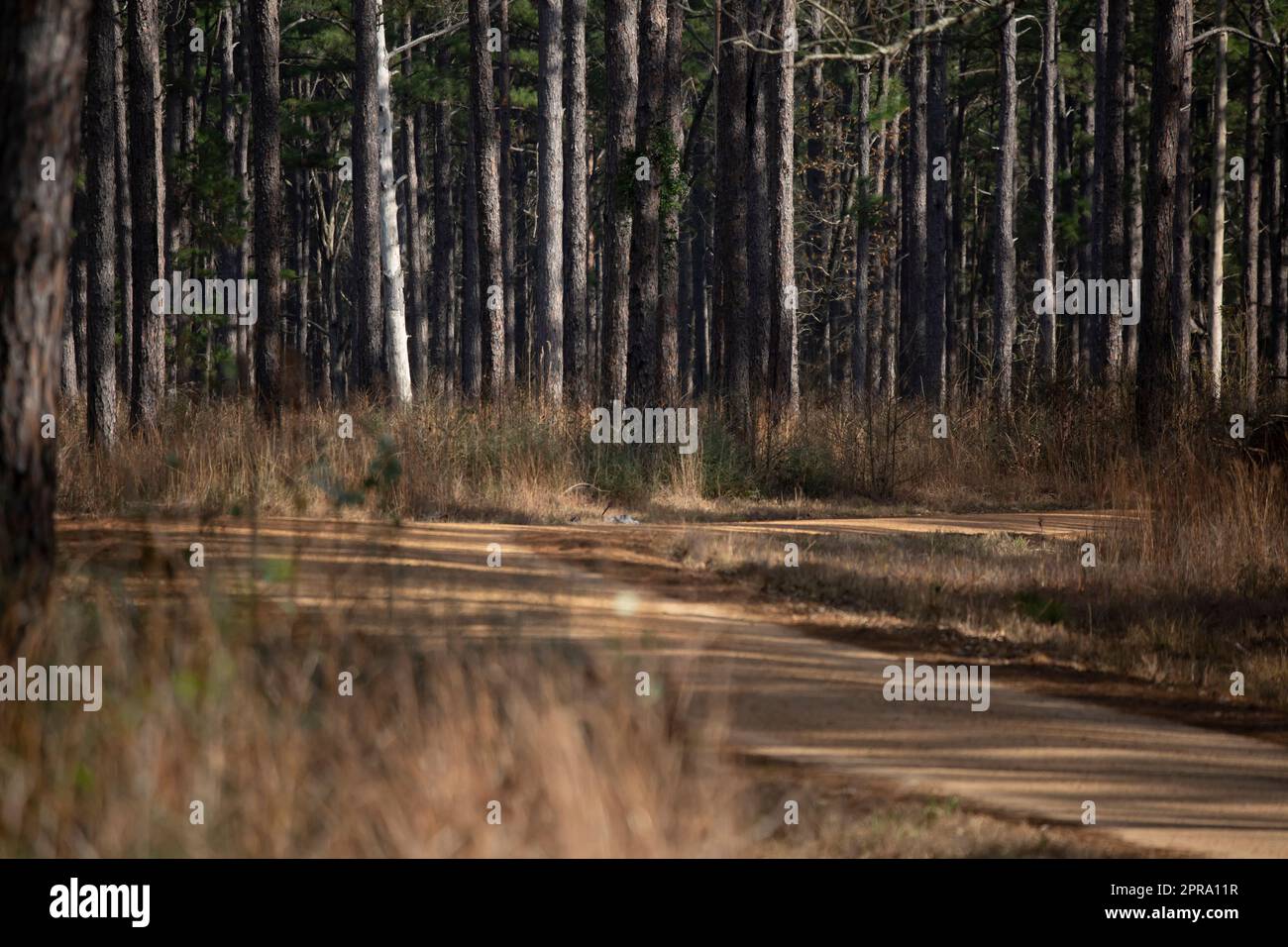 Pine tree forest hi-res stock photography and images - Alamy