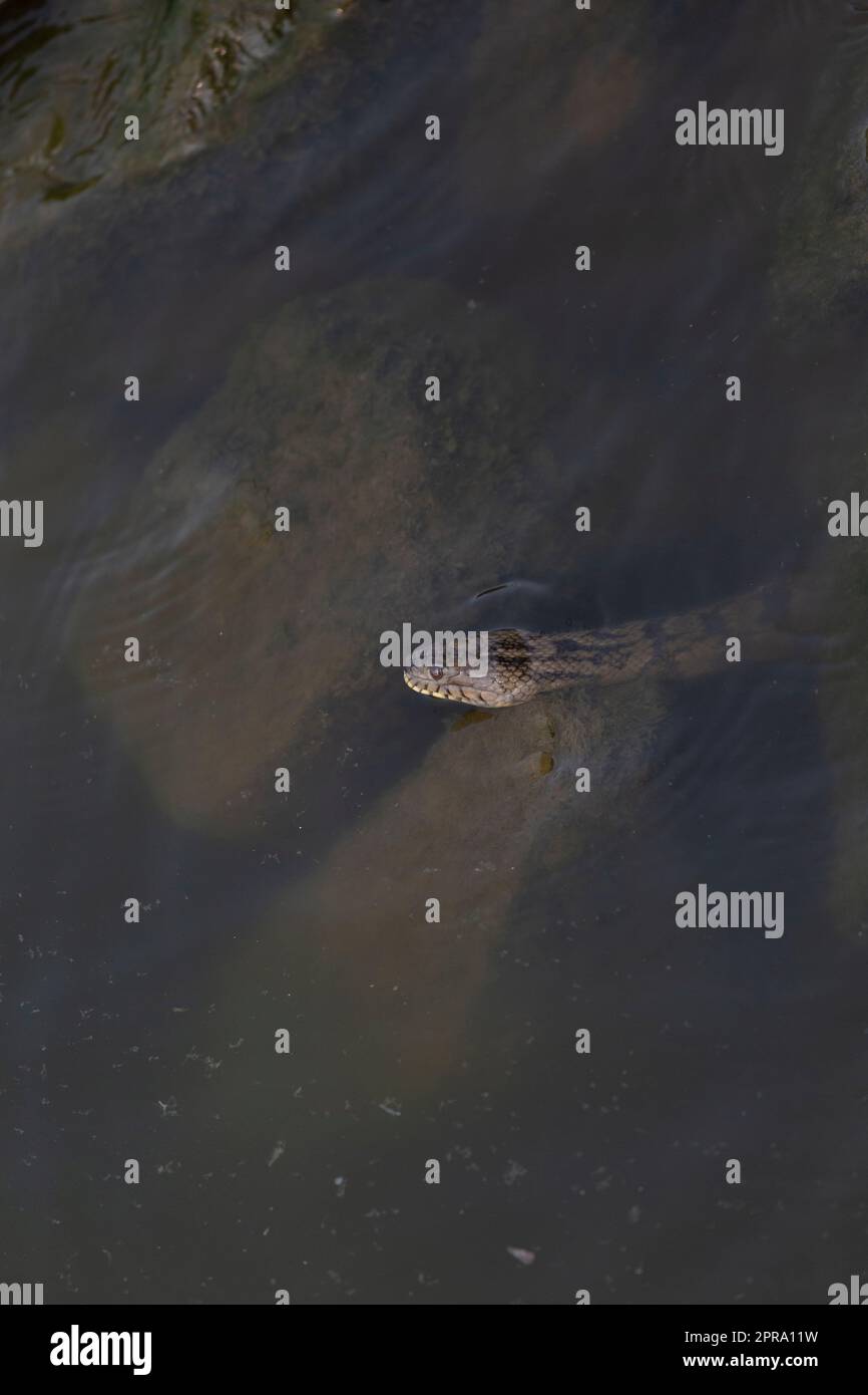 Diamondback Water Snake Stock Photo - Alamy