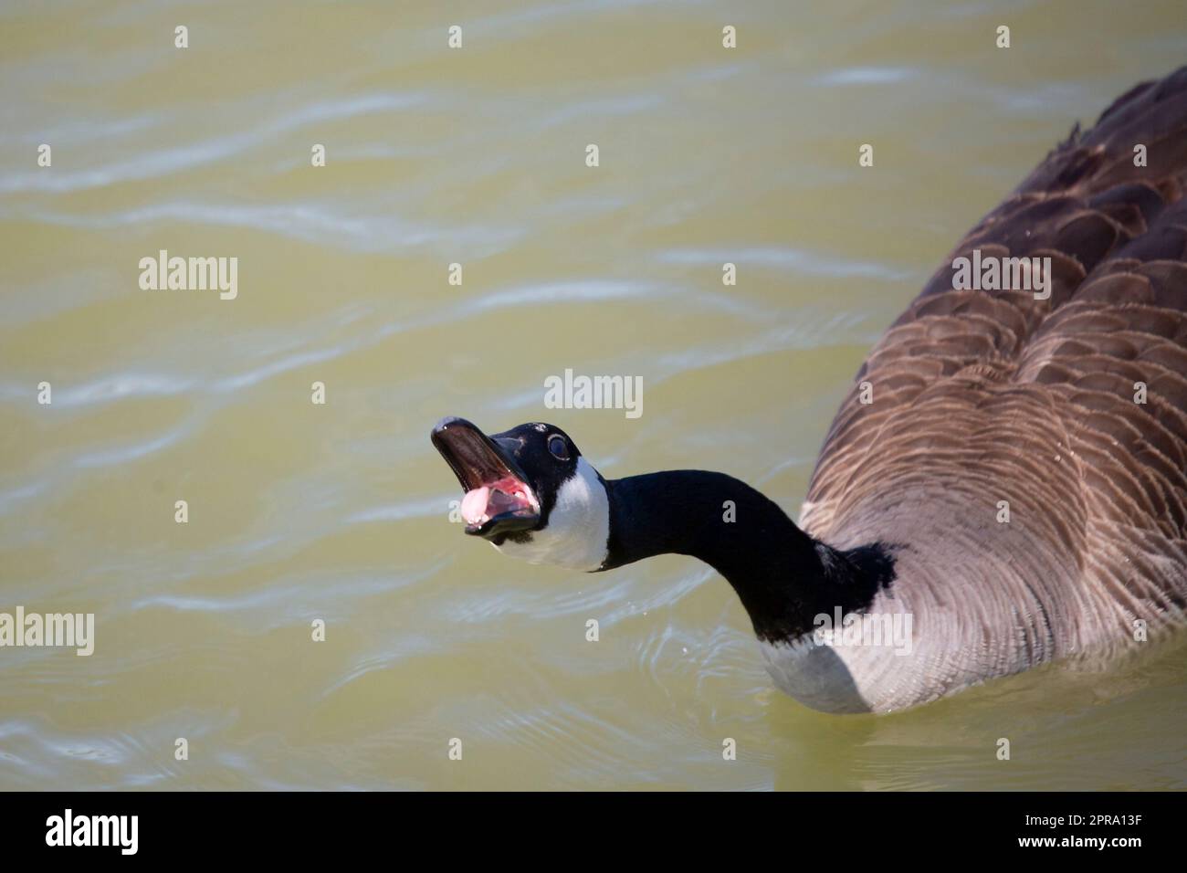 Canada goose honking hi-res stock photography and images - Alamy
