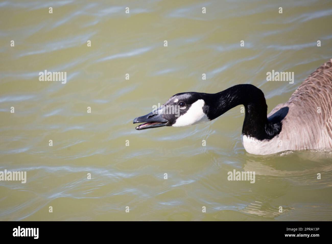 Freshwater goose hi-res stock photography and images - Alamy