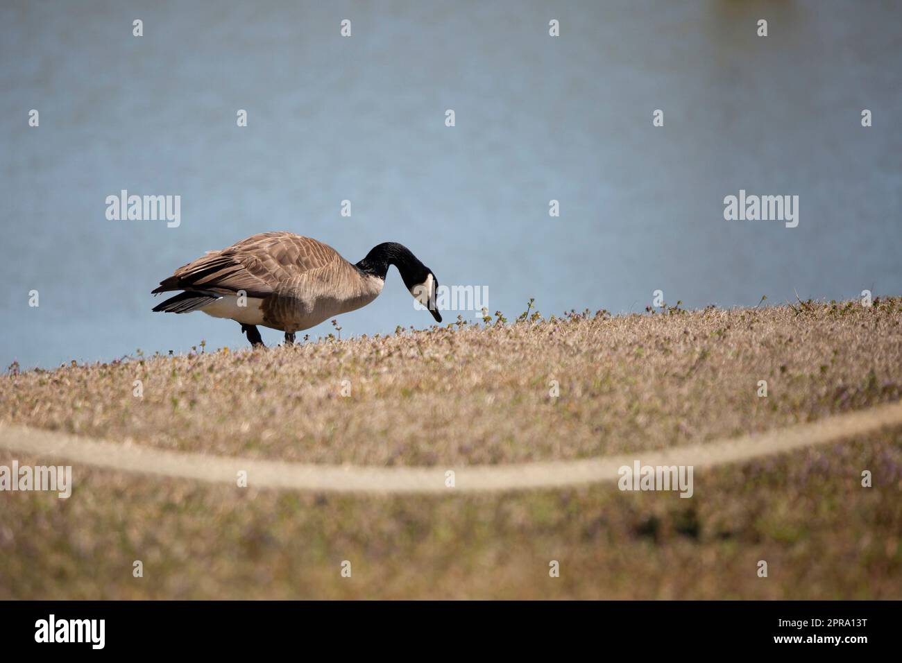 Foraging goose hi-res stock photography and images - Alamy