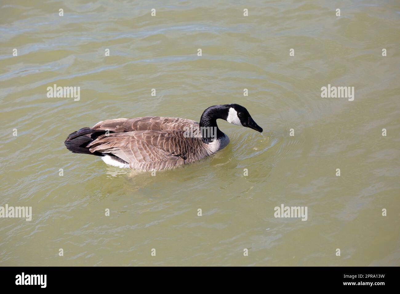 Goose dripping hi-res stock photography and images - Alamy