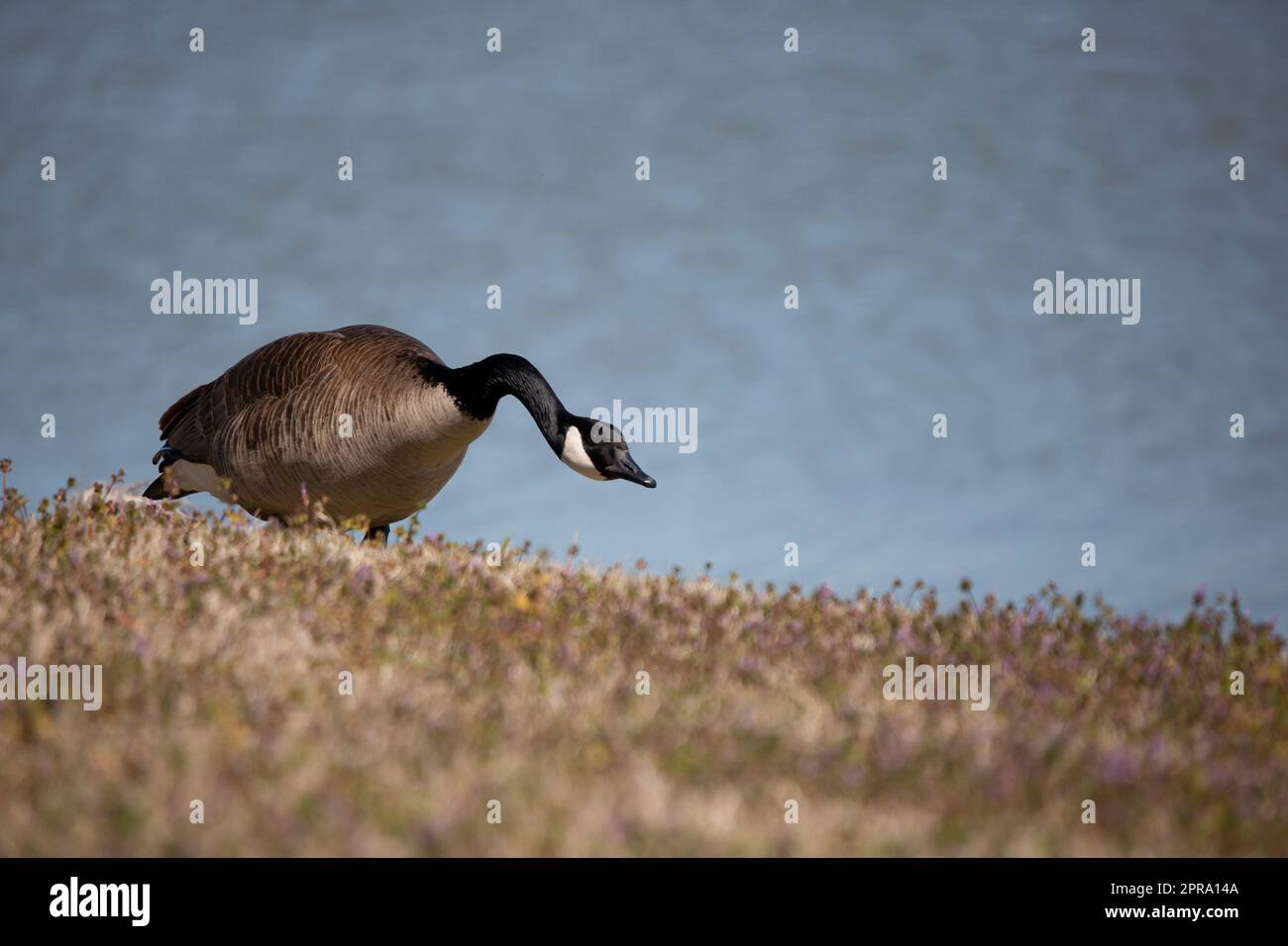Alarmed bird hi-res stock photography and images - Alamy