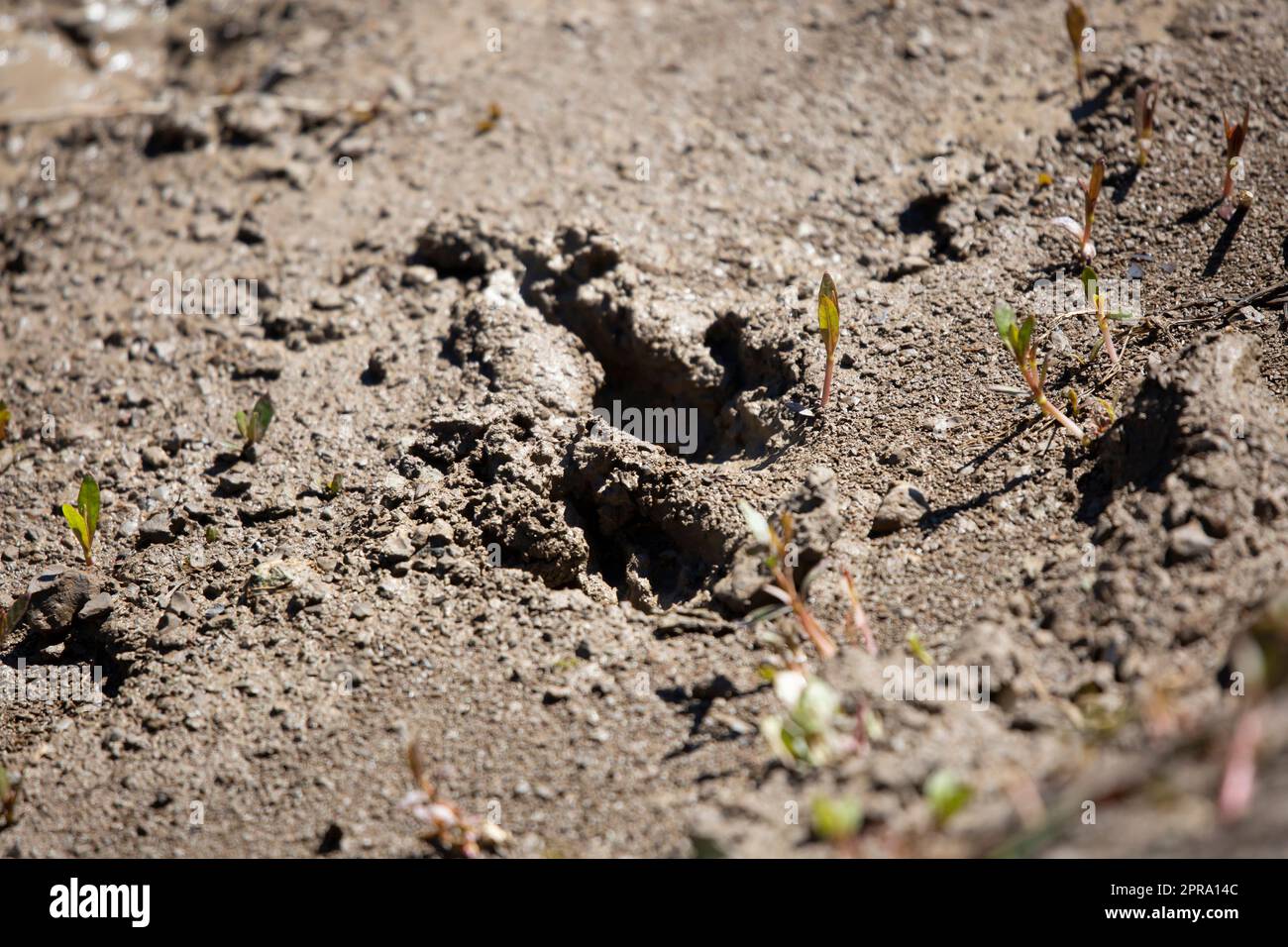 Feral Hog Track Stock Photo - Alamy