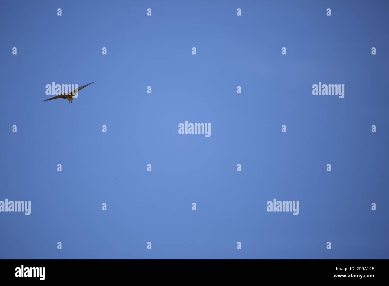 Barn swallow flight hi-res stock photography and images - Alamy