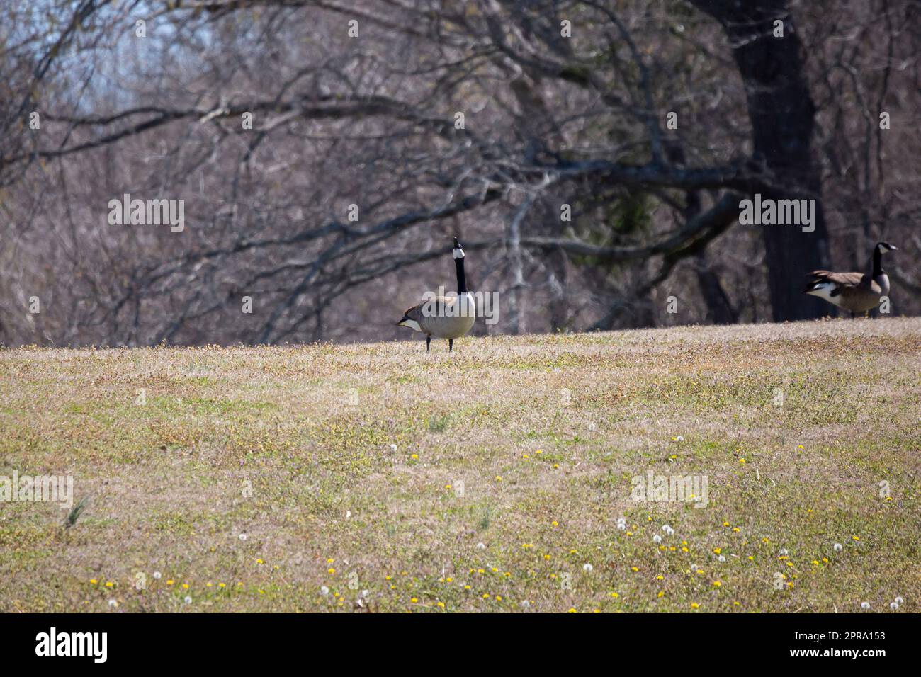 Curious Canada Goose Stock Photo - Alamy