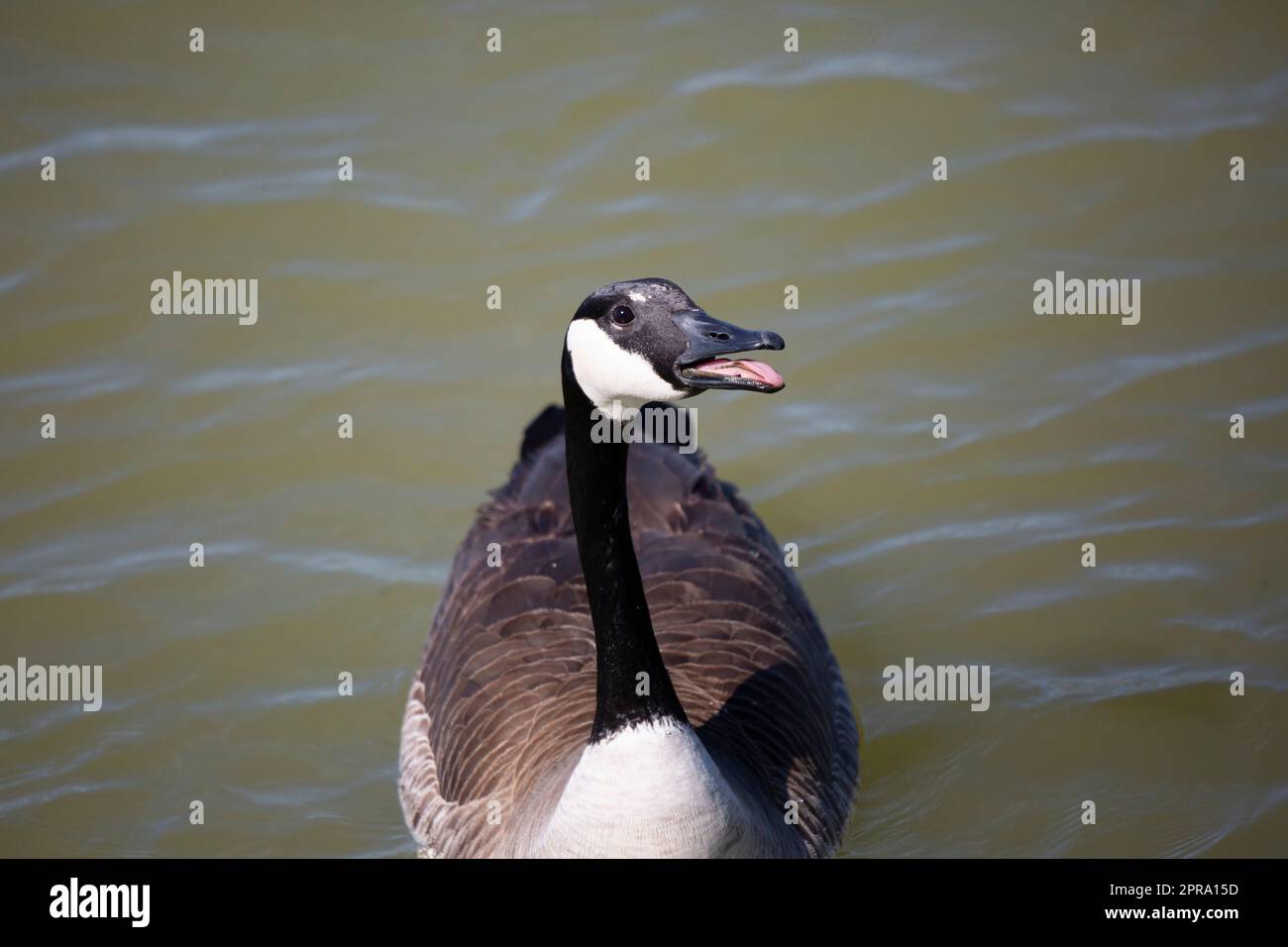 Science goose hi-res stock photography and images - Alamy