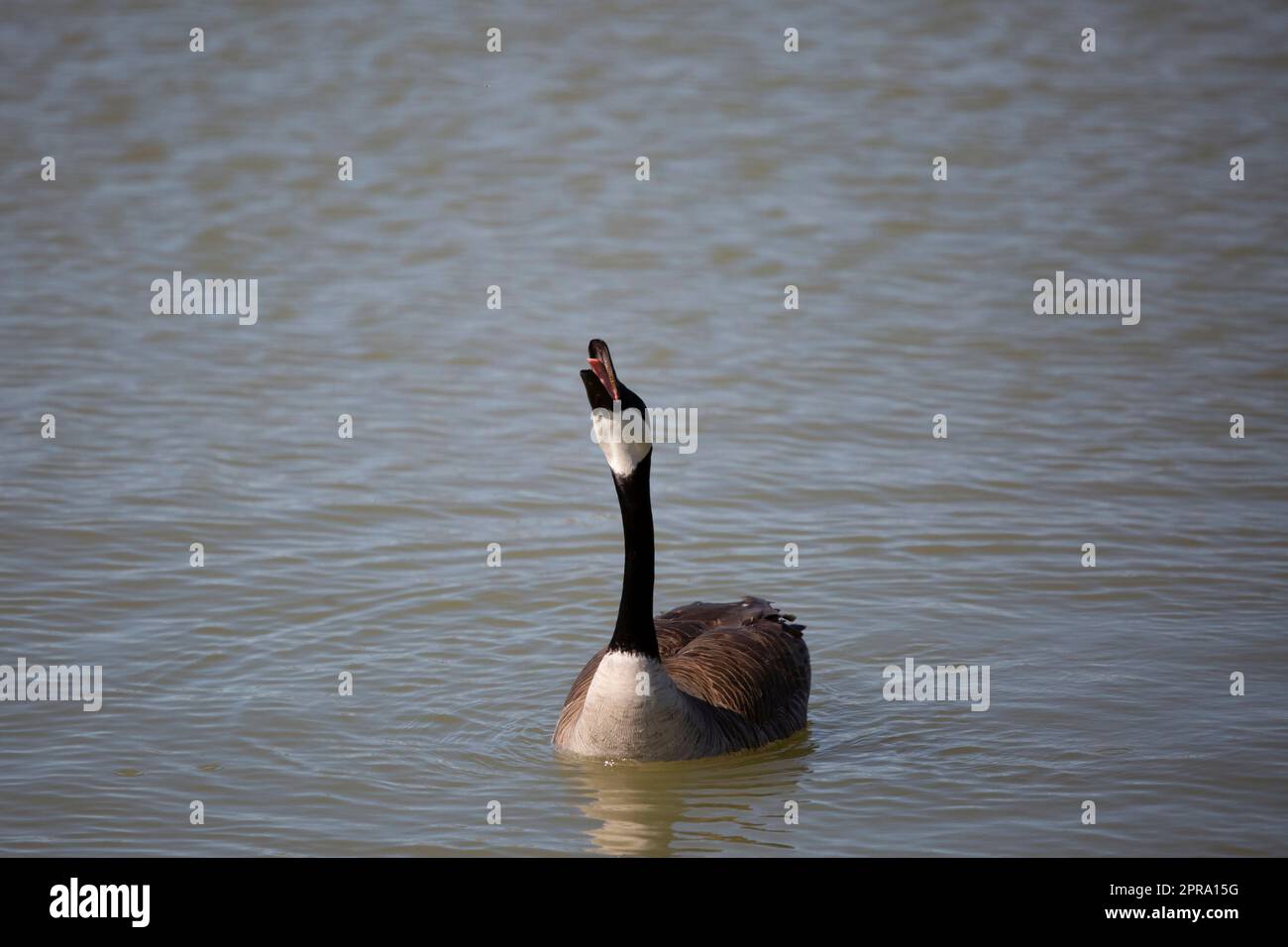 Honking goose hi-res stock photography and images - Alamy