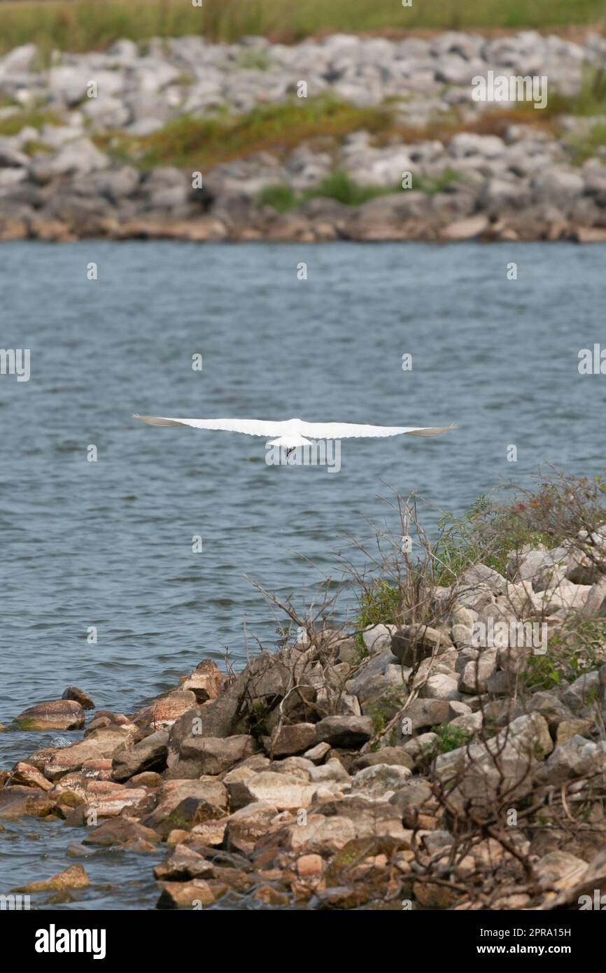 Egret shape hi-res stock photography and images - Alamy