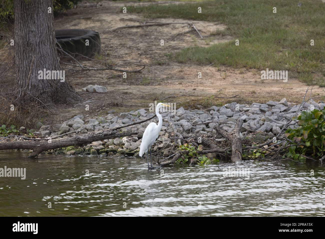 Egret shape hi-res stock photography and images - Alamy
