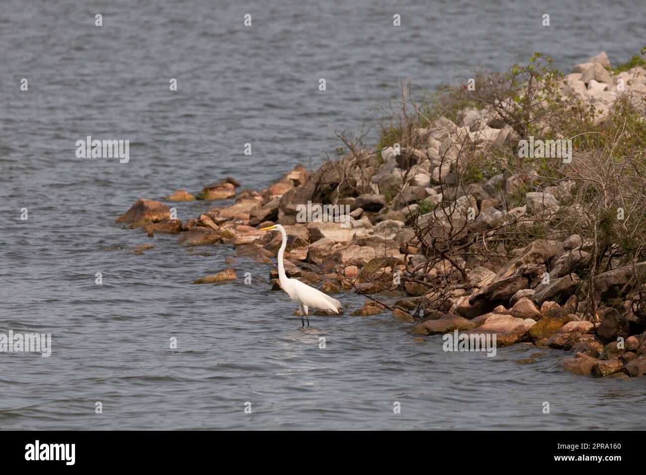 Great Egret Hunting in Shallow Water Stock Photo - Alamy