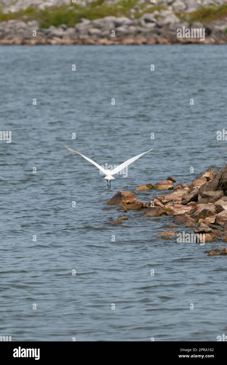 Egret shape hi-res stock photography and images - Alamy