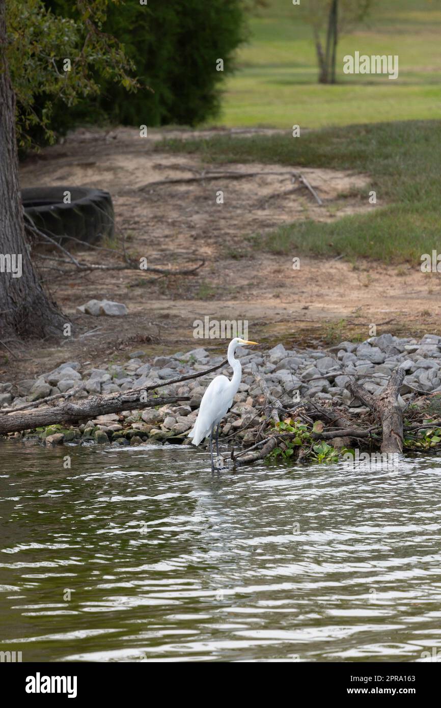 Egret shape hi-res stock photography and images - Alamy