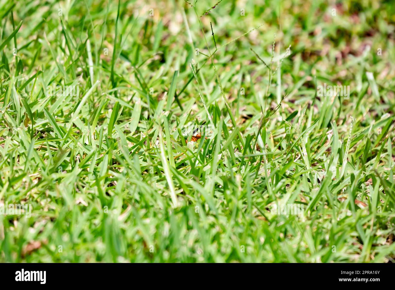 Fly with red thorax hi-res stock photography and images - Alamy