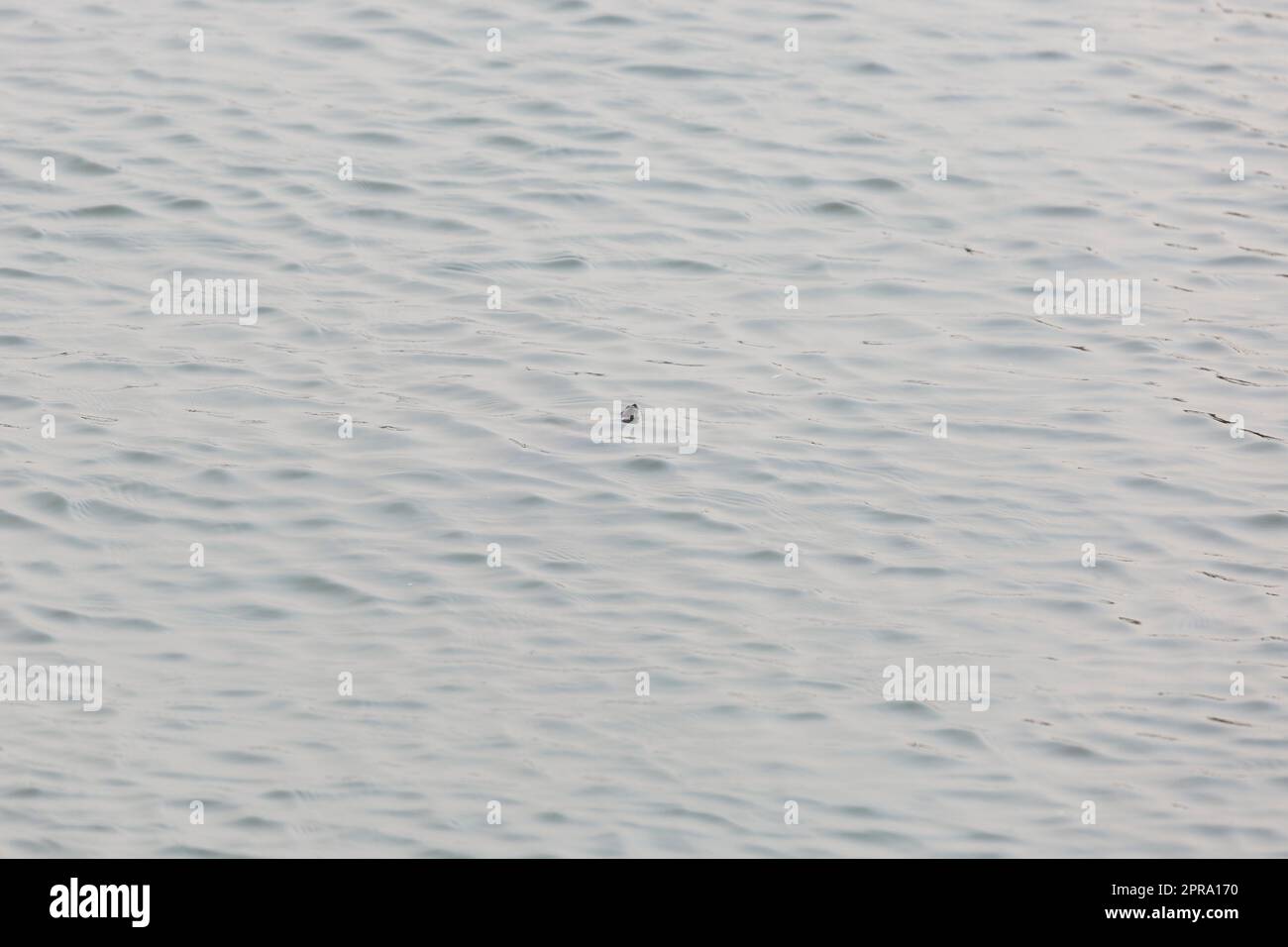 Red-Eared Slider Turtle Stock Photo - Alamy