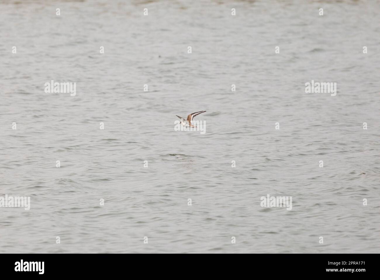 Killdeer Bird in Flight Stock Photo - Alamy