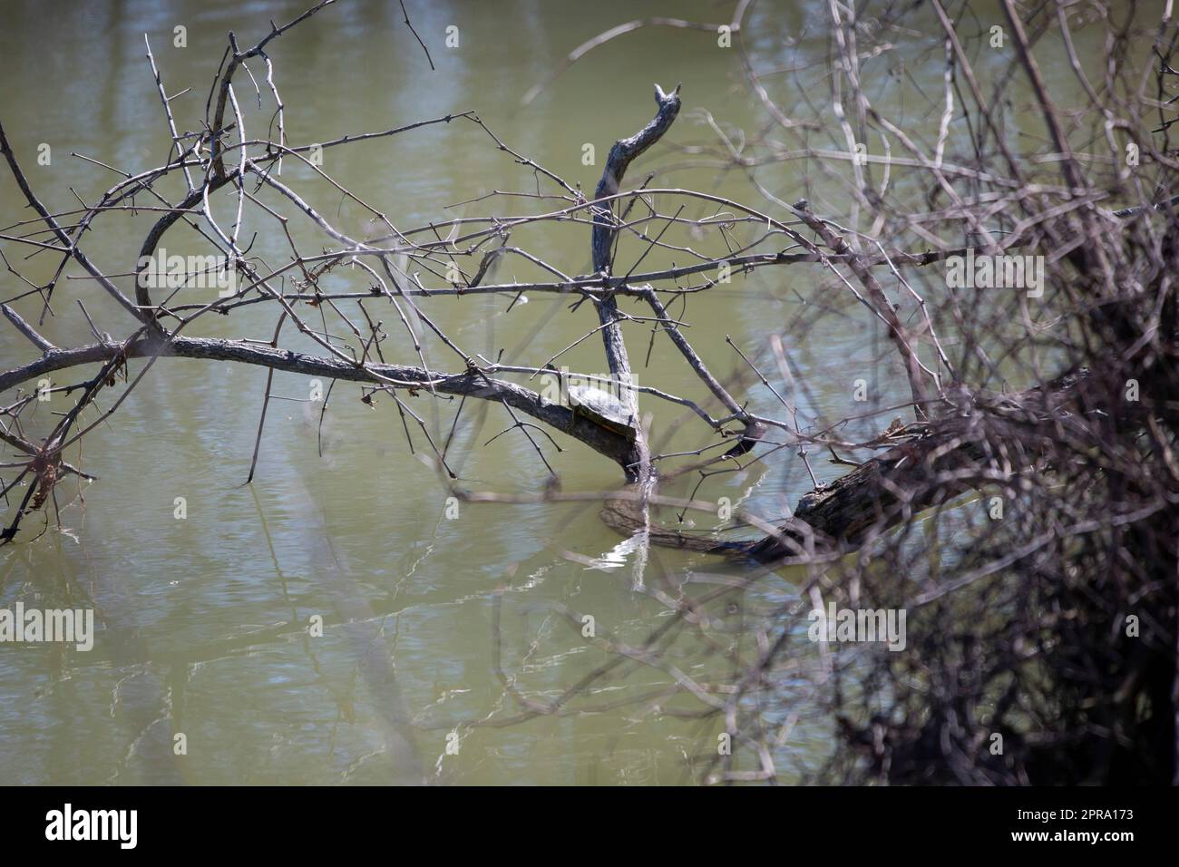 Basking Red-Eared Slider Stock Photo - Alamy