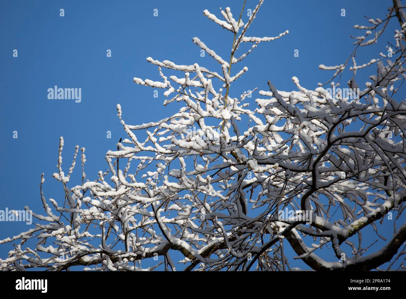 Snow-Covered Tree Branches Stock Photo - Alamy