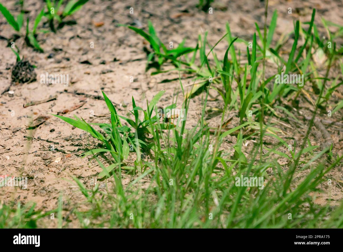 Red Paper Wasp Stock Photo - Alamy