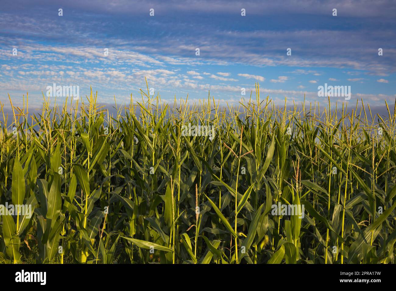 corn on blue sky cornfield agriculture fresh food organic harvesting ...