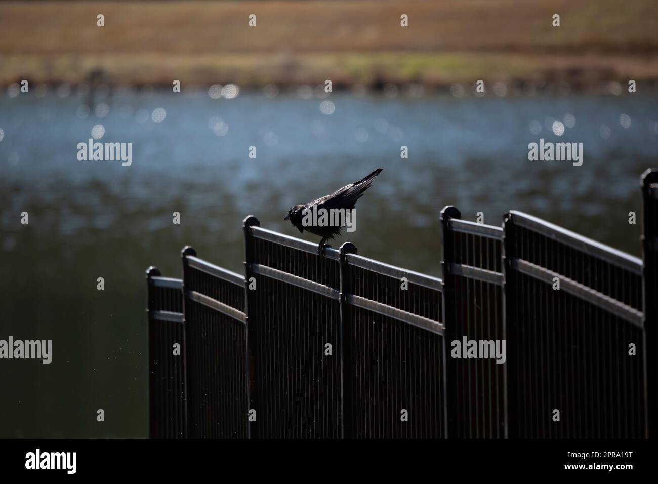Fish Crow on a Fence Stock Photo - Alamy