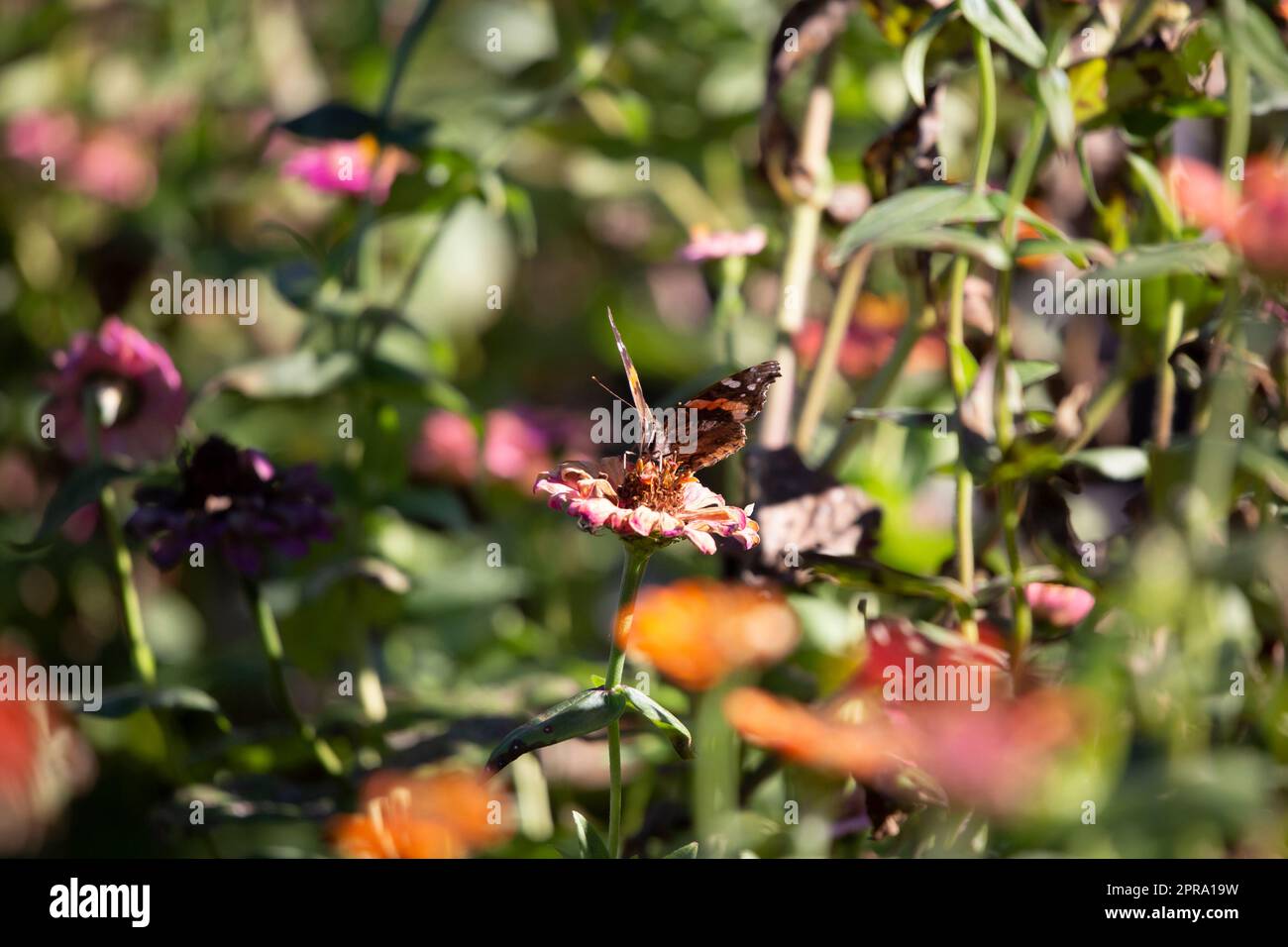 Cold butterfly hi-res stock photography and images - Alamy