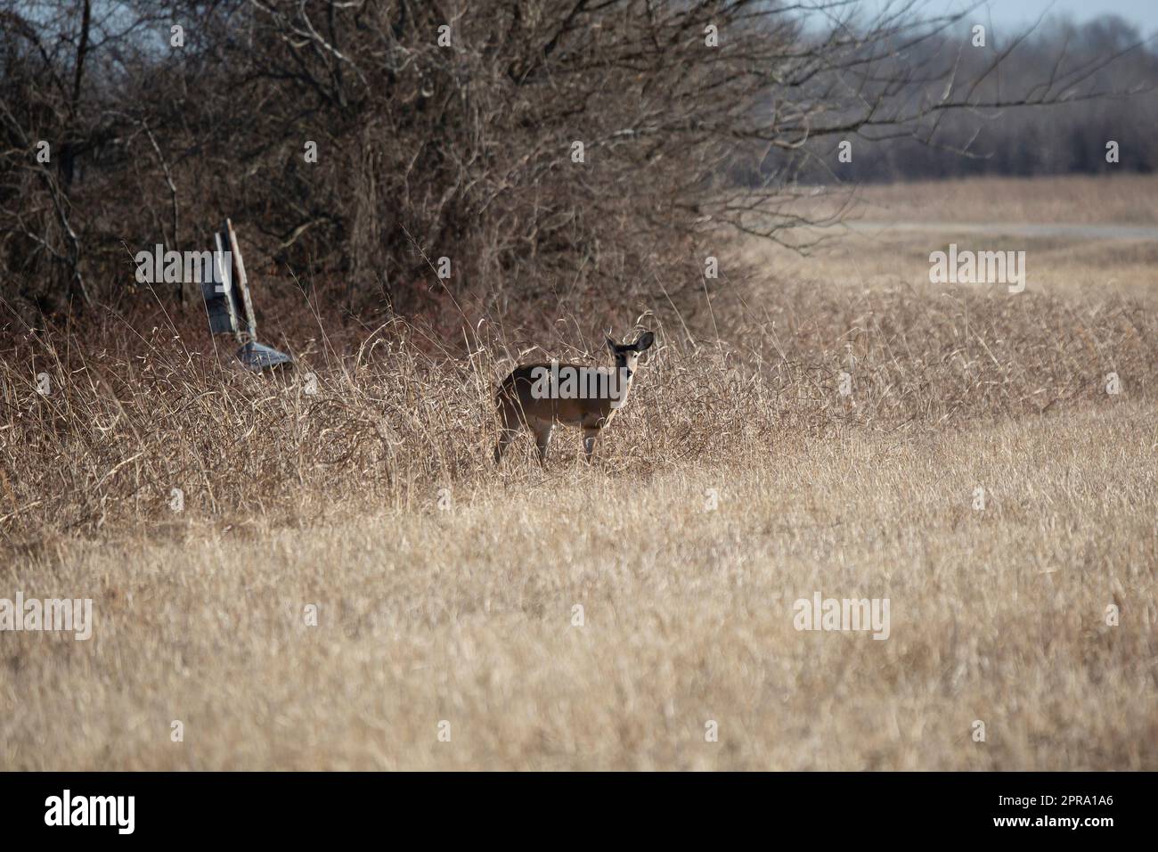 White tailed deer three hi-res stock photography and images - Alamy
