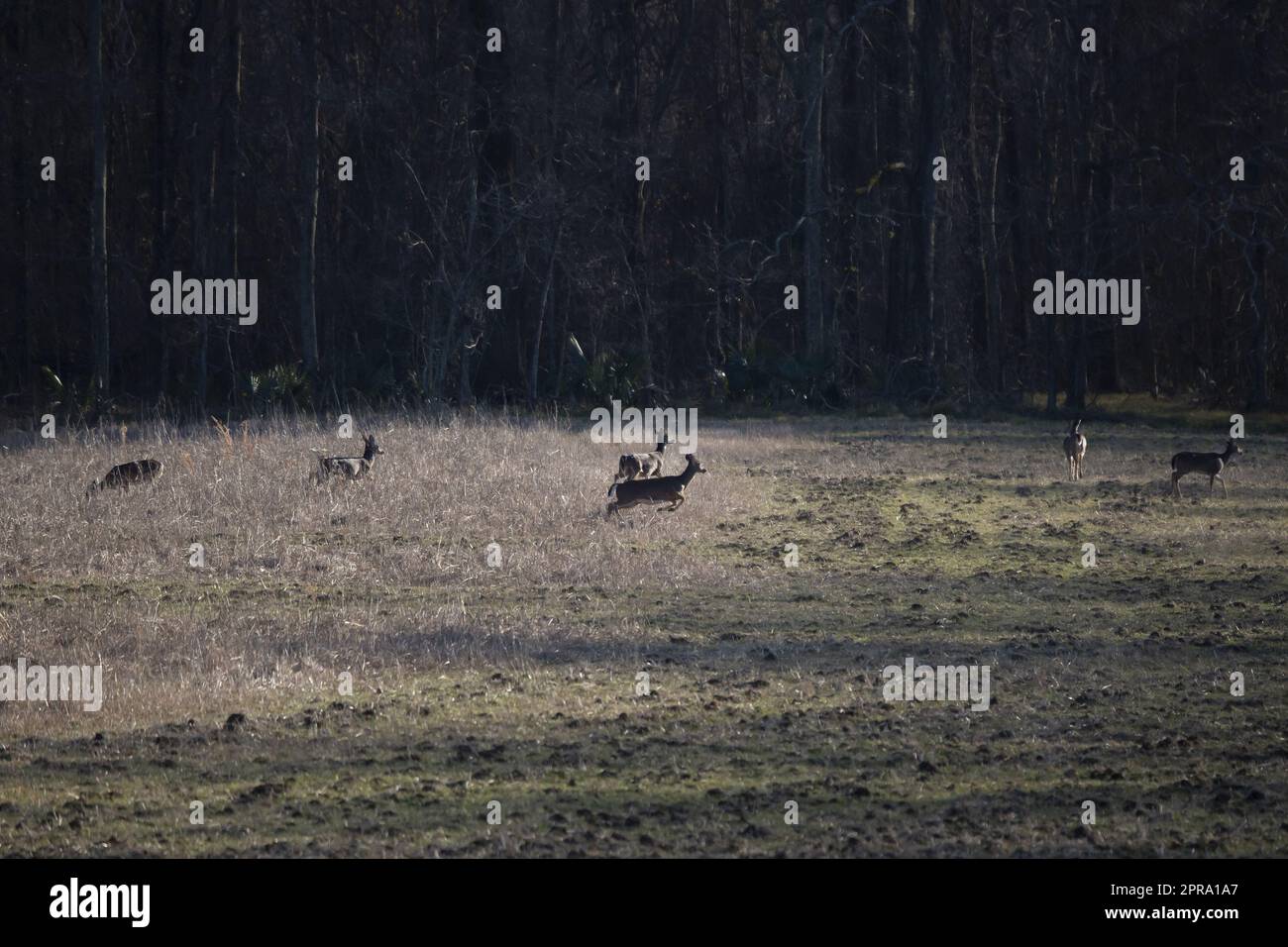 White tailed deer hoof hi-res stock photography and images - Alamy