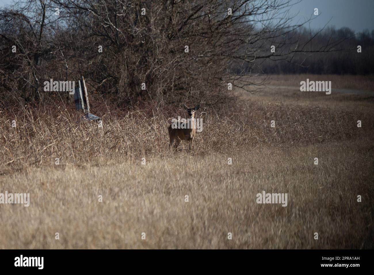 White tailed deer hoof hi-res stock photography and images - Alamy