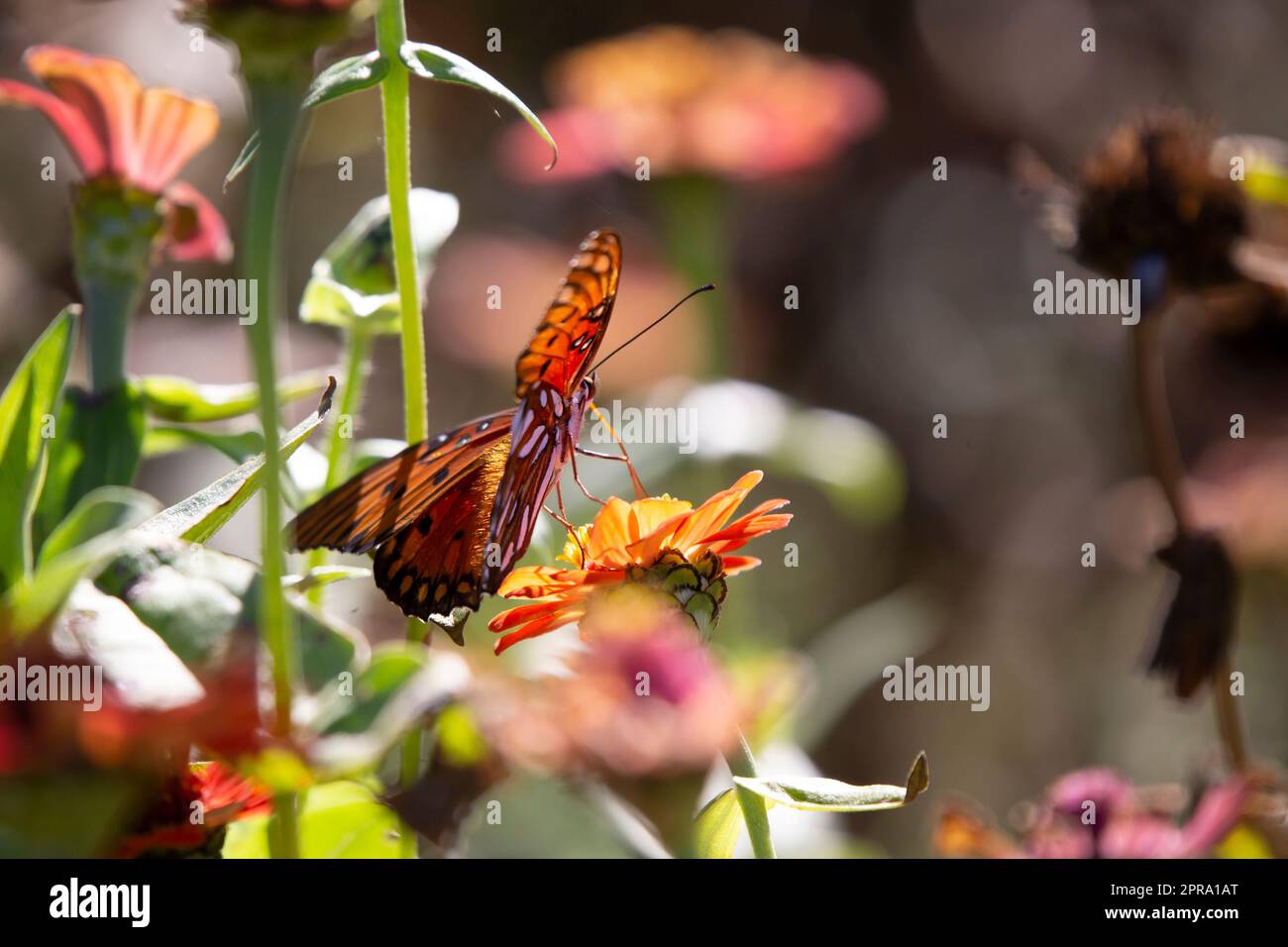 Gulf Fritillary Butterfly Stock Photo - Alamy