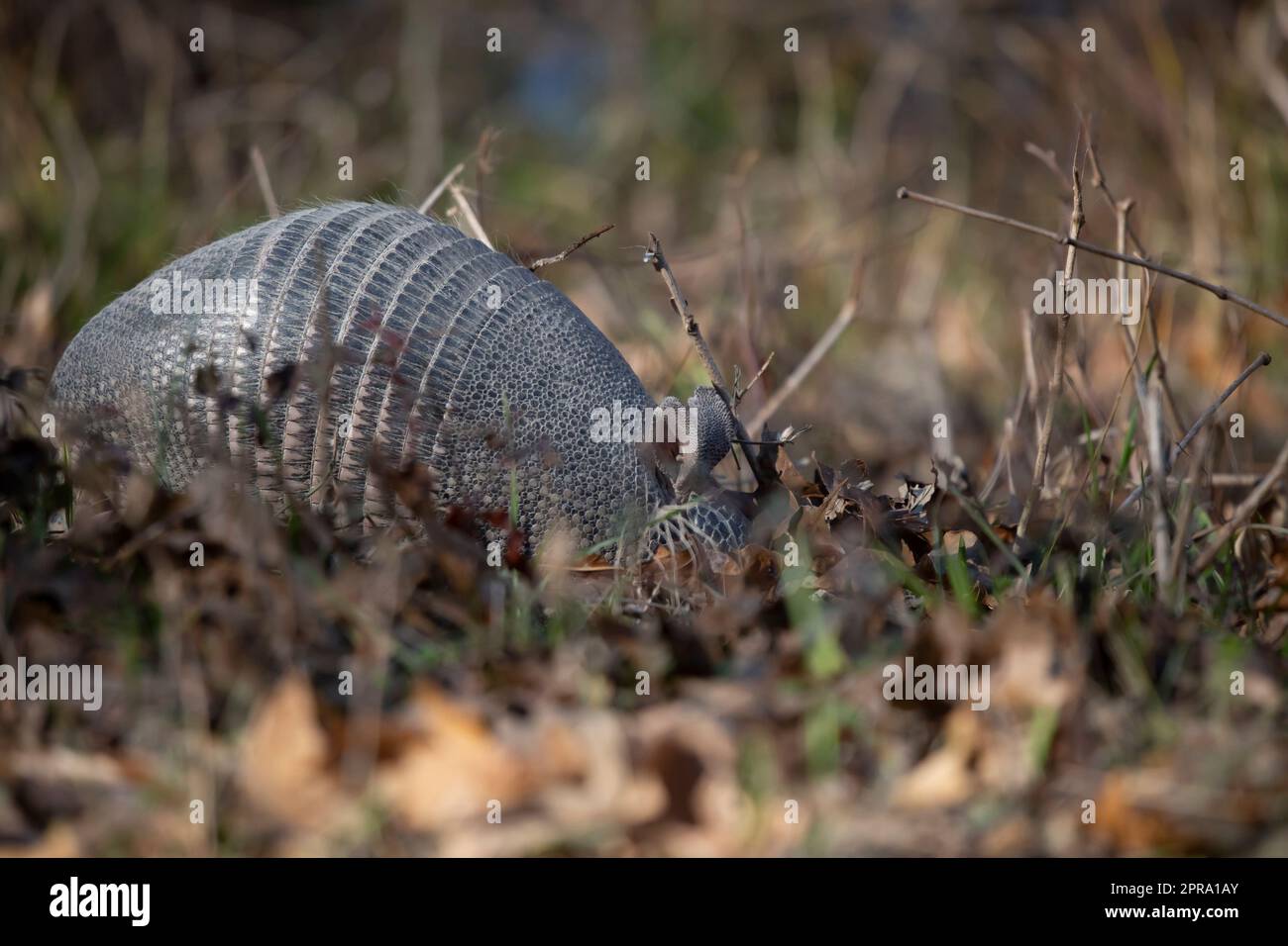 Nine-Banded Armadillo Foraging Stock Photo - Alamy