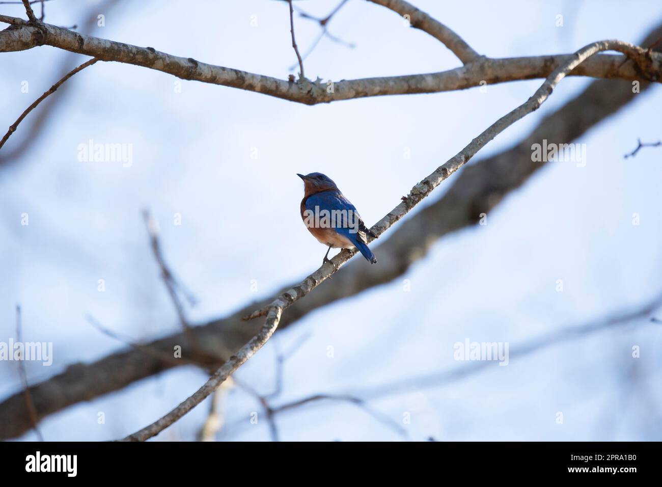 Common bluebird hi-res stock photography and images - Alamy