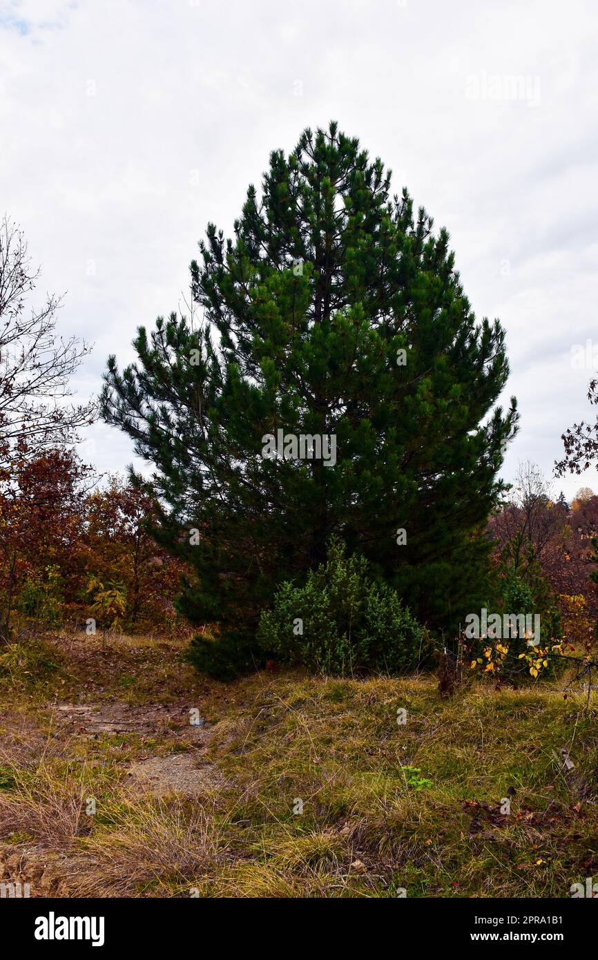 Green upright beautiful pine surrounded by deciduous forest Stock Photo ...