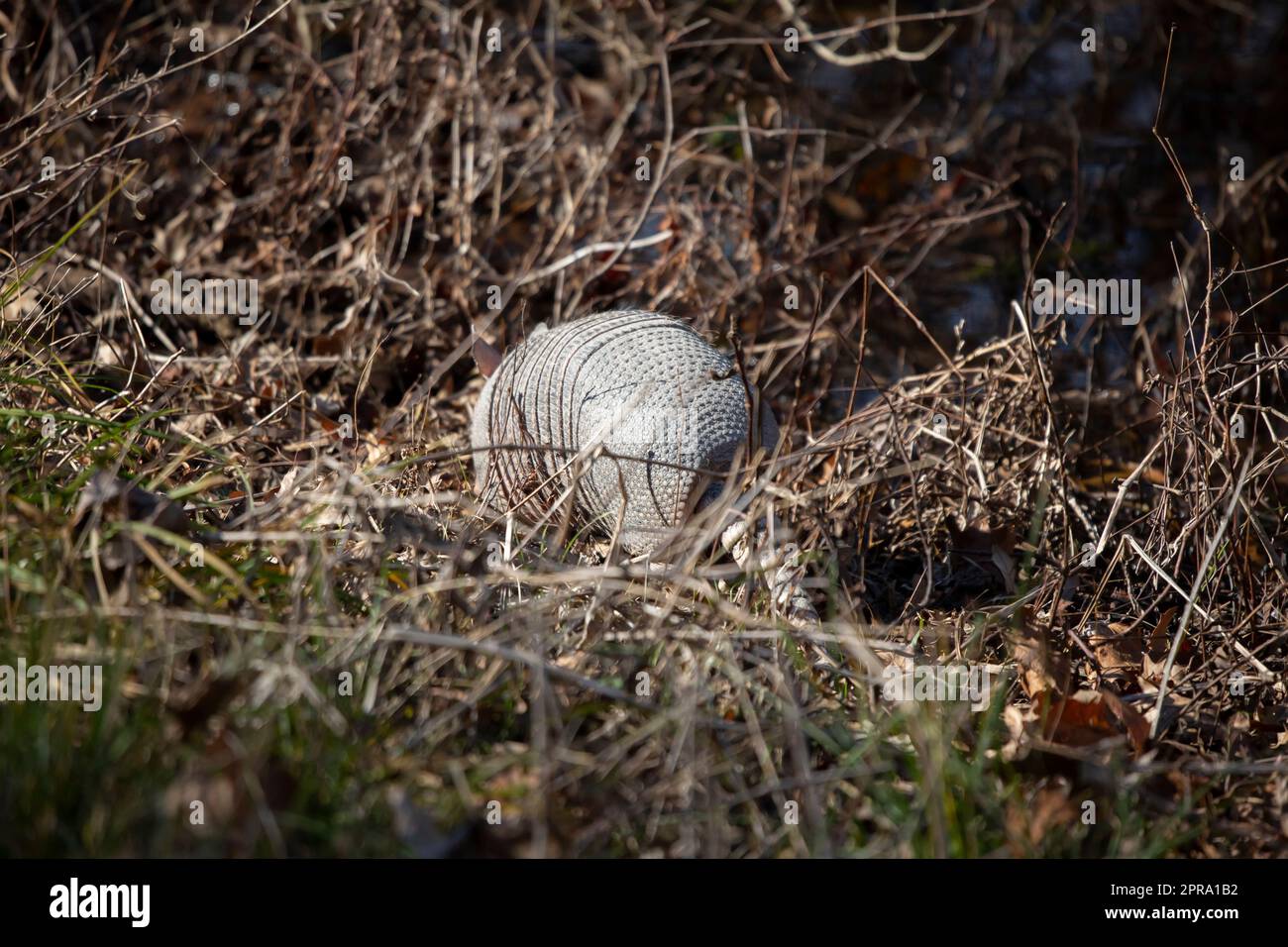 Nine-Banded Armadillo Foraging Stock Photo - Alamy