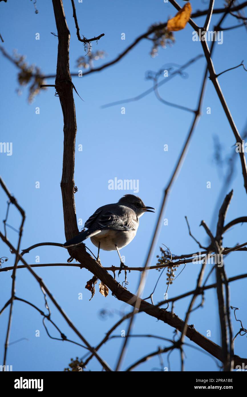 Mockingbird singing hi-res stock photography and images - Alamy
