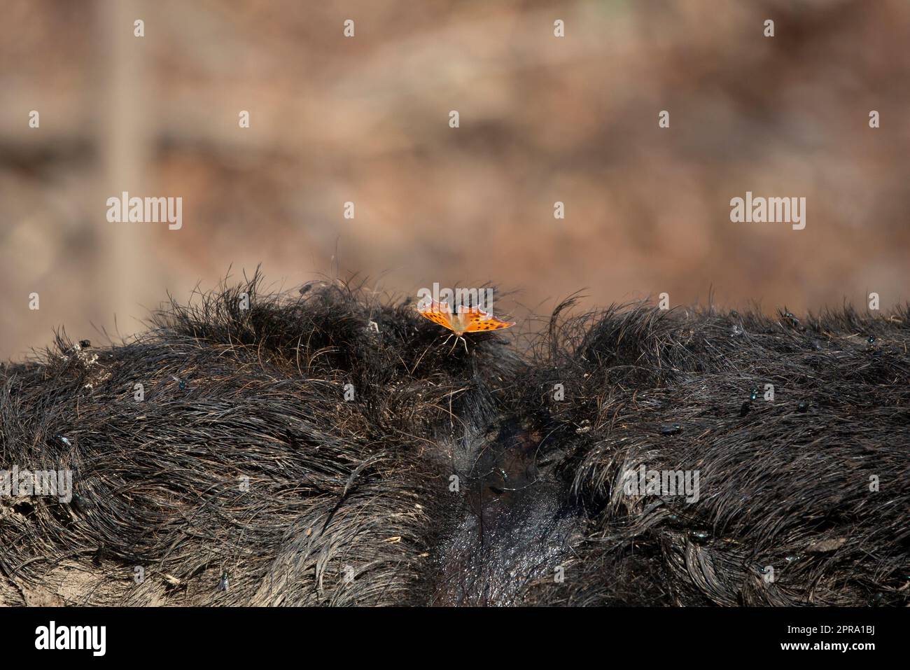 Question Mark Butterfly on a Dead Hog Stock Photo - Alamy