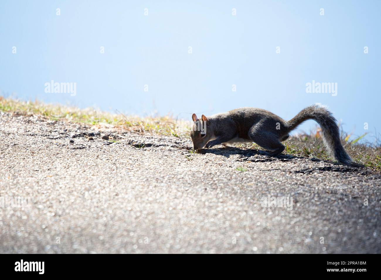Eastern Gray Squirrel Foraging Stock Photo - Alamy