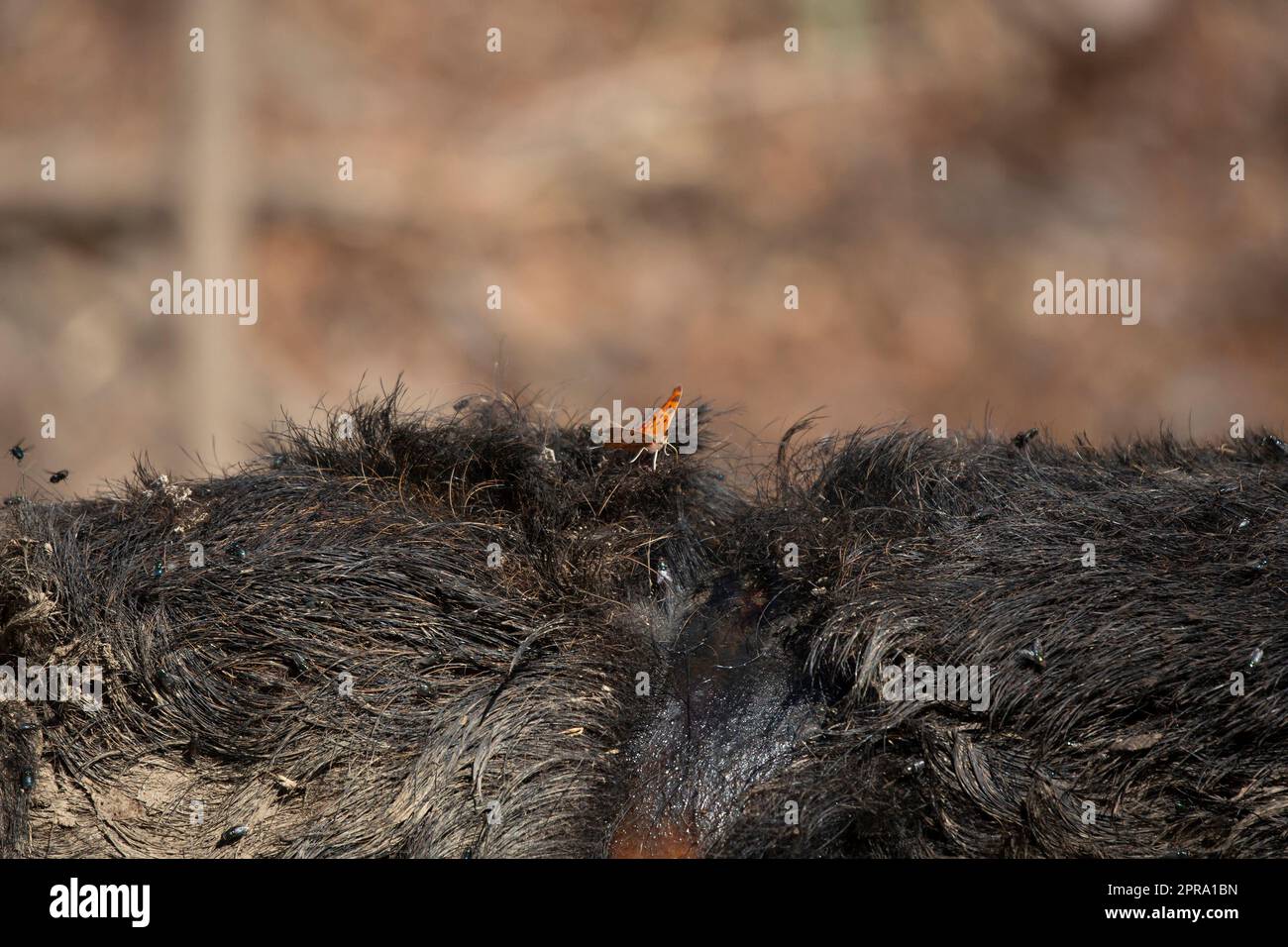 Question Mark Butterfly on a Dead Hog Stock Photo - Alamy