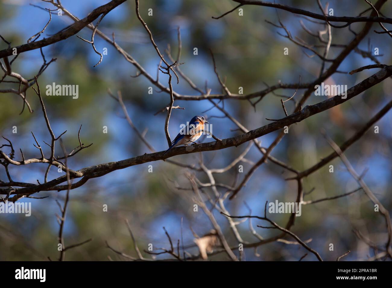 Bluebird in tree hi-res stock photography and images - Alamy