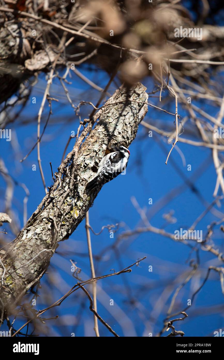 Hairy Woodpecker Digging into a Tree Stock Photo - Alamy