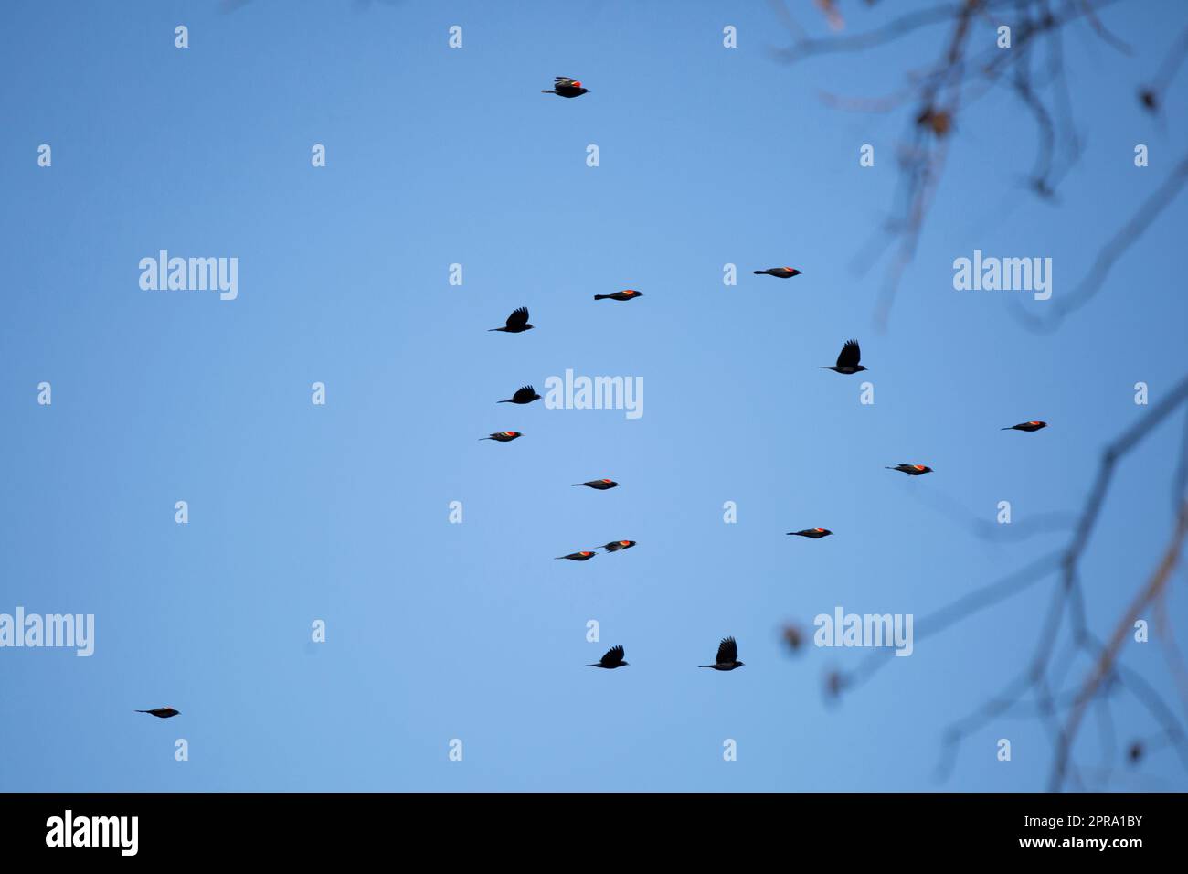Red flock pattern hi-res stock photography and images - Alamy