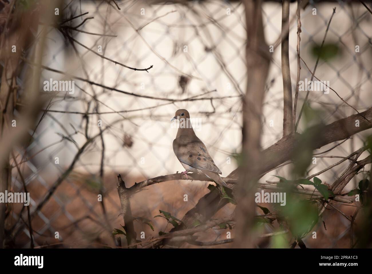Beautiful mourning dove hi-res stock photography and images - Alamy