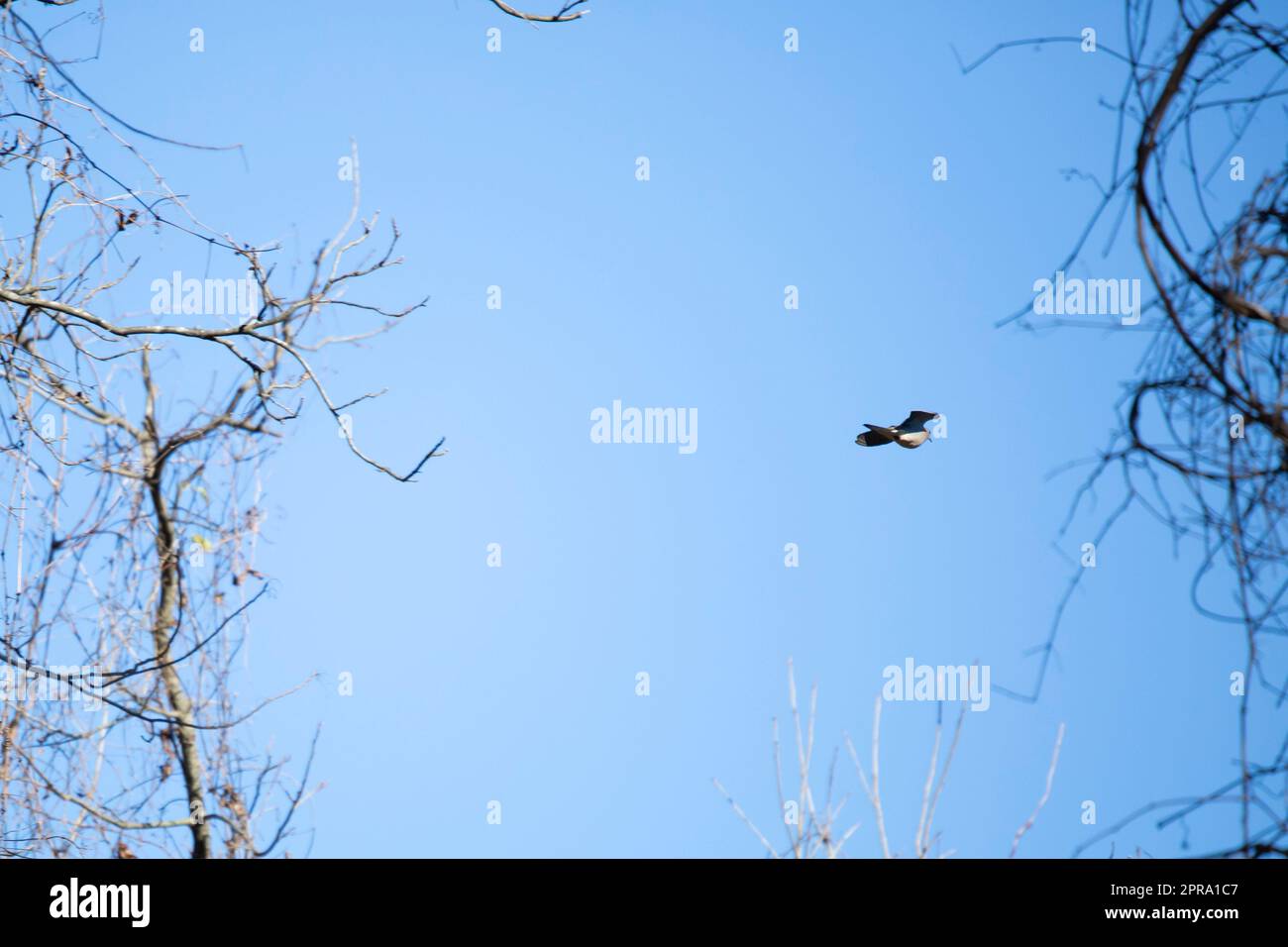 Mourning Dove in Flight Stock Photo - Alamy