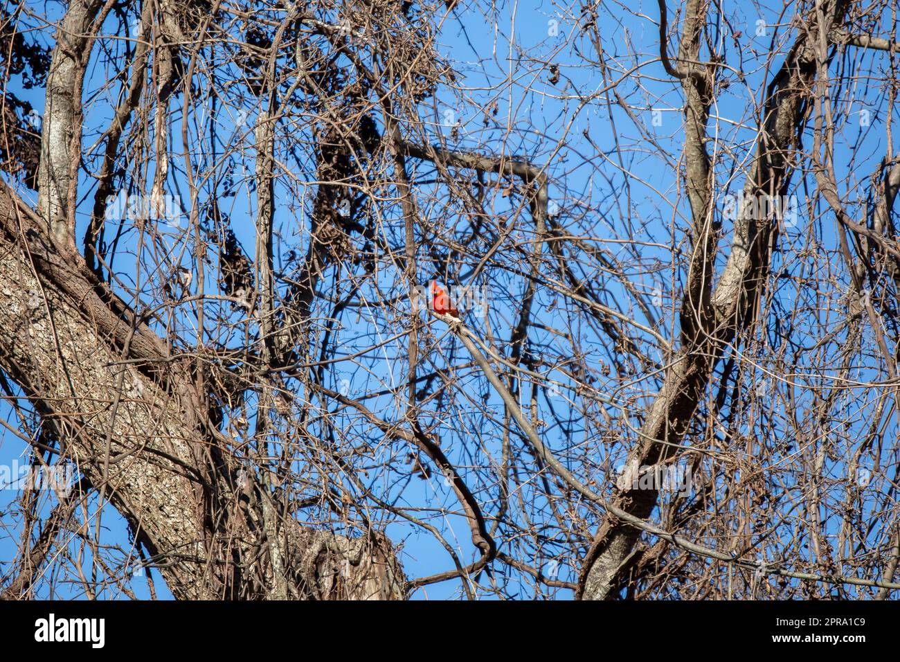 Bright Male Cardinal Stock Photo - Alamy