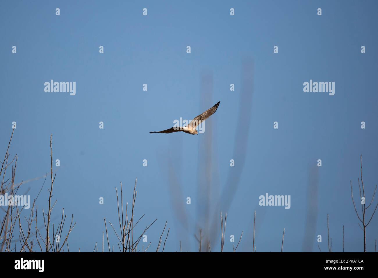 Northern Harrier in Flight Stock Photo - Alamy