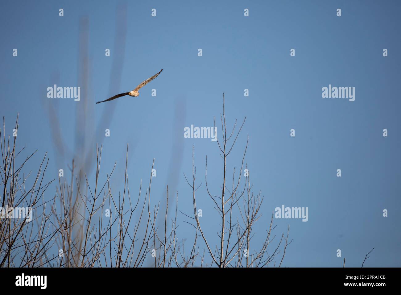 Northern Harrier in Flight Stock Photo - Alamy