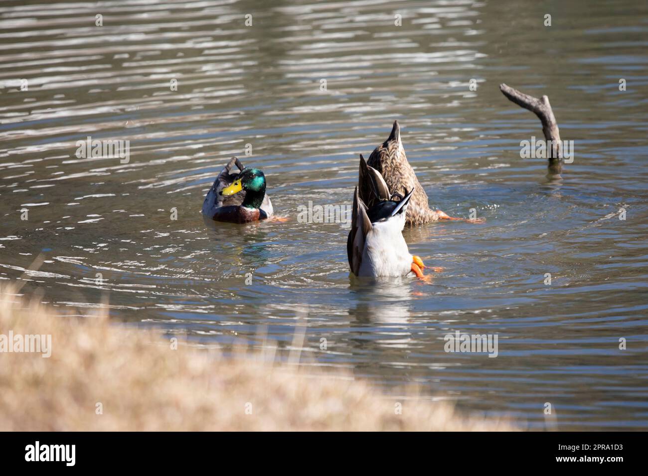 Rouen duck female hi-res stock photography and images - Alamy