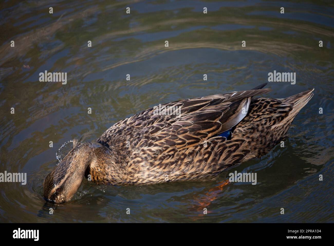 Rouen Duck Hen Stock Photo - Alamy