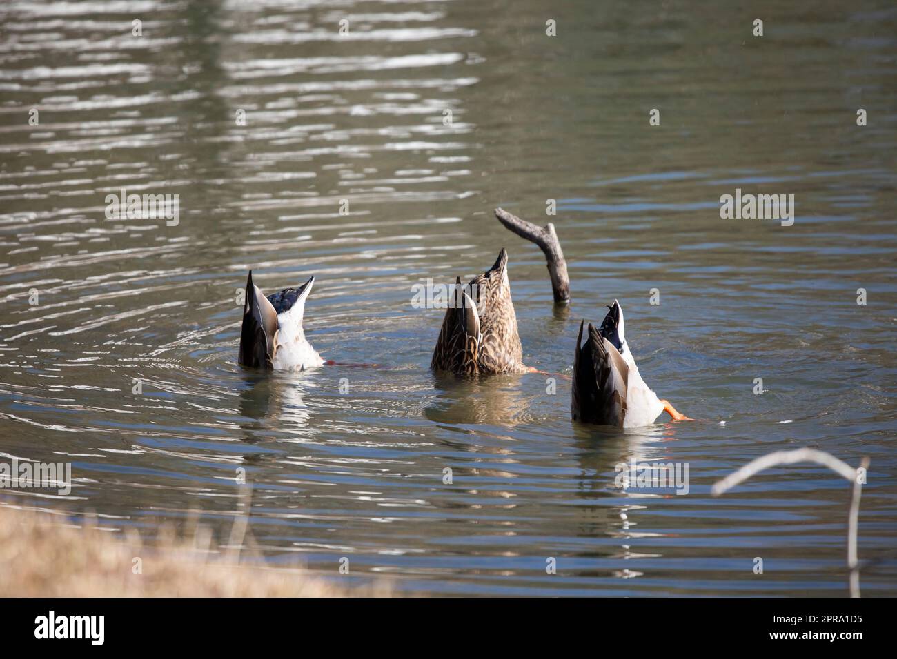 Three Rouen Ducks Foraging Stock Photo - Alamy
